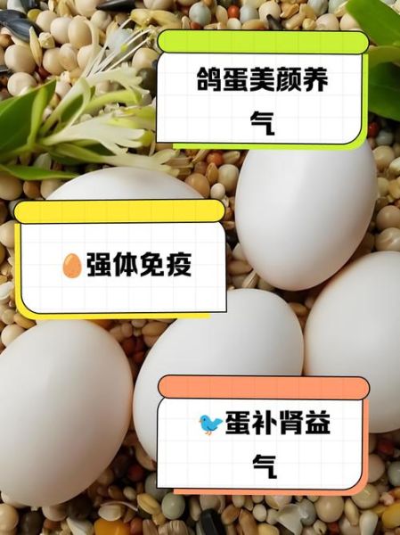鸽子蛋和鸡蛋哪个更营养_鸽子蛋顶几个鸡蛋-第1张图片-山城妙识 鸽子蛋和鸡蛋哪个更营养_鸽子蛋顶几个鸡蛋-第1张图片-山城妙识