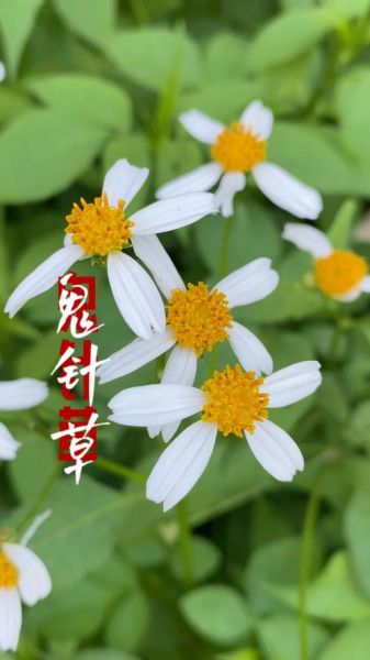 鬼针草降血压是真的吗_鬼针草能降血压吗-第3张图片-山城妙识 鬼针草降血压是真的吗_鬼针草能降血压吗-第3张图片-山城妙识