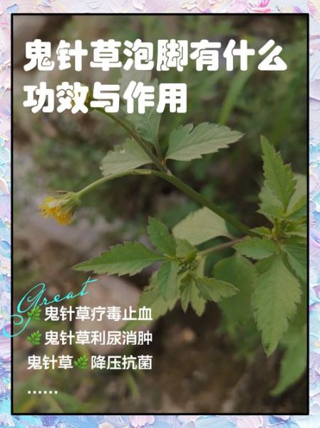 鬼针草降血压是真的吗_鬼针草能降血压吗-第2张图片-山城妙识 鬼针草降血压是真的吗_鬼针草能降血压吗-第2张图片-山城妙识