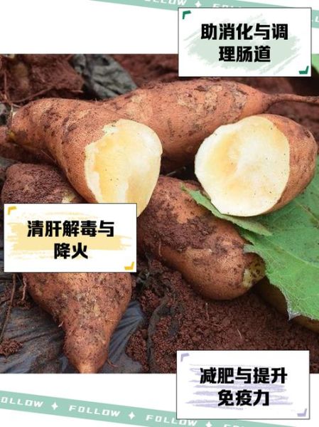 雪莲果的功效与作用_雪莲果的禁忌人群有哪些-第2张图片-山城妙识 雪莲果的功效与作用_雪莲果的禁忌人群有哪些-第2张图片-山城妙识