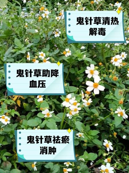 鬼针草降血压是真的吗_鬼针草能降血压吗-第1张图片-山城妙识 鬼针草降血压是真的吗_鬼针草能降血压吗-第1张图片-山城妙识
