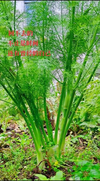 茴香长什么样_茴香叶子和种子的区别-第2张图片-山城妙识