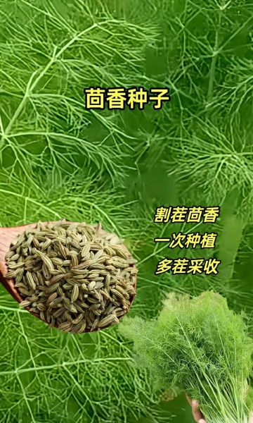 茴香长什么样_茴香叶子和种子的区别-第1张图片-山城妙识