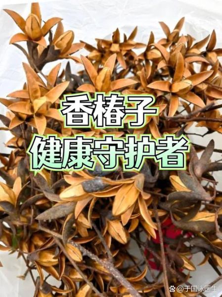 香椿种子治胃病偏方_香椿种子怎么吃养胃-第2张图片-山城妙识 香椿种子治胃病偏方_香椿种子怎么吃养胃-第2张图片-山城妙识