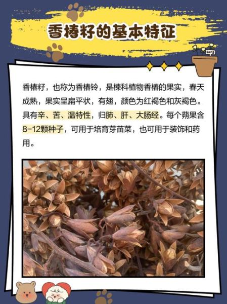 香椿种子治胃病偏方_香椿种子怎么吃养胃-第1张图片-山城妙识 香椿种子治胃病偏方_香椿种子怎么吃养胃-第1张图片-山城妙识
