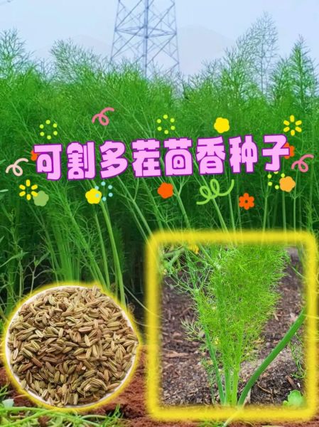 茴香长什么样_茴香叶子和种子的区别-第3张图片-山城妙识