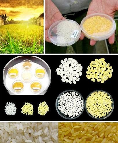 黄金大米危害有哪些_转基因食品安全吗-第2张图片-山城妙识 黄金大米危害有哪些_转基因食品安全吗-第2张图片-山城妙识