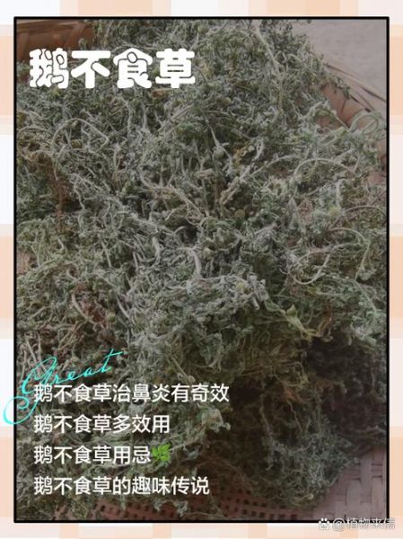 鹅不食草粉吸入鼻子有什么危害_鹅不食草粉吸入鼻子会导致哪些后果-第3张图片-山城妙识 鹅不食草粉吸入鼻子有什么危害_鹅不食草粉吸入鼻子会导致哪些后果-第3张图片-山城妙识