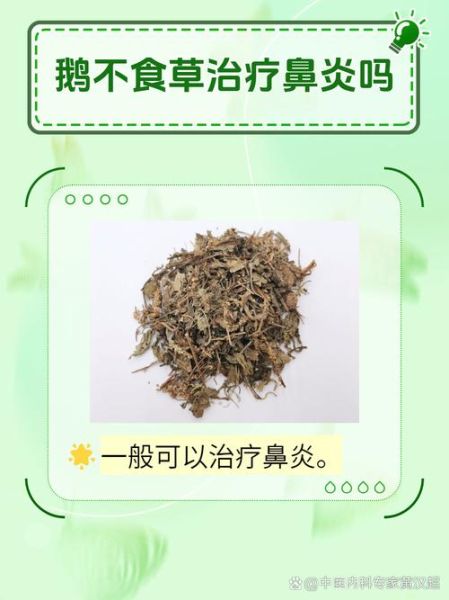 鹅不食草粉吸入鼻子有什么危害_鹅不食草粉吸入鼻子会导致哪些后果-第2张图片-山城妙识 鹅不食草粉吸入鼻子有什么危害_鹅不食草粉吸入鼻子会导致哪些后果-第2张图片-山城妙识
