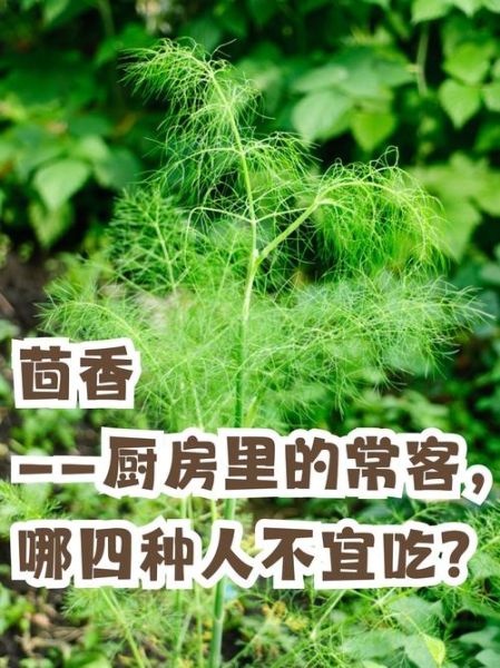 茴香菜怎么做好吃_茴香菜的功效与作用-第3张图片-山城妙识 茴香菜怎么做好吃_茴香菜的功效与作用-第3张图片-山城妙识