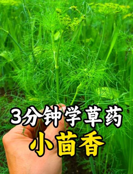 茴香菜怎么做好吃_茴香菜的功效与作用-第2张图片-山城妙识 茴香菜怎么做好吃_茴香菜的功效与作用-第2张图片-山城妙识