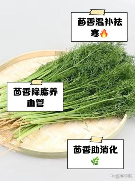 茴香菜怎么做好吃_茴香菜的功效与作用-第1张图片-山城妙识 茴香菜怎么做好吃_茴香菜的功效与作用-第1张图片-山城妙识
