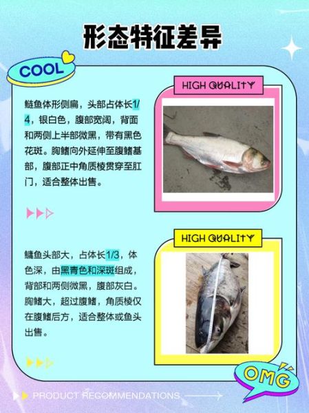 鲢鱼图片大全大图_鲶鱼怎么区分-第3张图片-山城妙识 鲢鱼图片大全大图_鲶鱼怎么区分-第3张图片-山城妙识