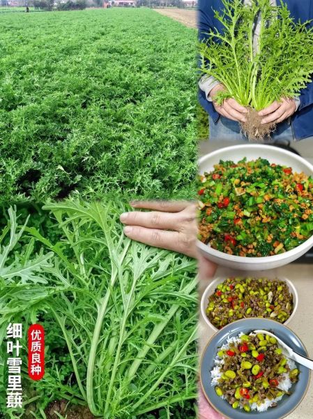 鲜雪里蕻包饺子怎么做_雪里蕻饺子馅要不要焯水-第1张图片-山城妙识 鲜雪里蕻包饺子怎么做_雪里蕻饺子馅要不要焯水-第1张图片-山城妙识