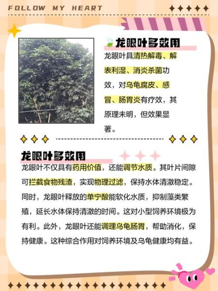 龙眼叶的功效与作用_龙眼叶怎么泡水喝-第1张图片-山城妙识 龙眼叶的功效与作用_龙眼叶怎么泡水喝-第1张图片-山城妙识