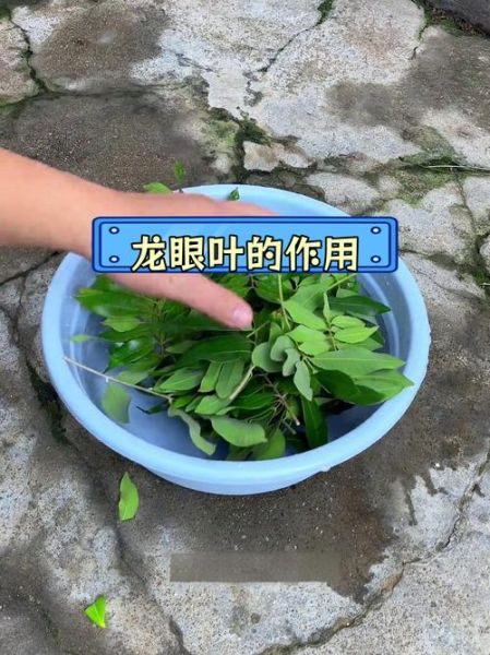 龙眼叶的功效与作用_龙眼叶怎么泡水喝-第3张图片-山城妙识 龙眼叶的功效与作用_龙眼叶怎么泡水喝-第3张图片-山城妙识