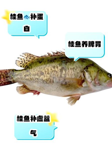 桂鱼吃什么食物_桂鱼饲料选择-第1张图片-山城妙识 桂鱼吃什么食物_桂鱼饲料选择-第1张图片-山城妙识