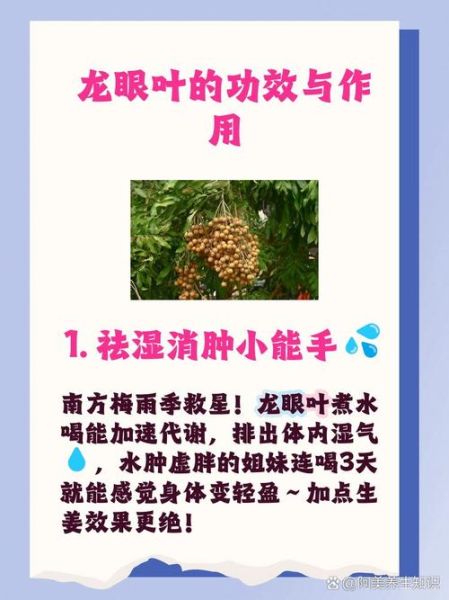 龙眼叶的功效与作用_龙眼叶怎么泡水喝-第2张图片-山城妙识 龙眼叶的功效与作用_龙眼叶怎么泡水喝-第2张图片-山城妙识