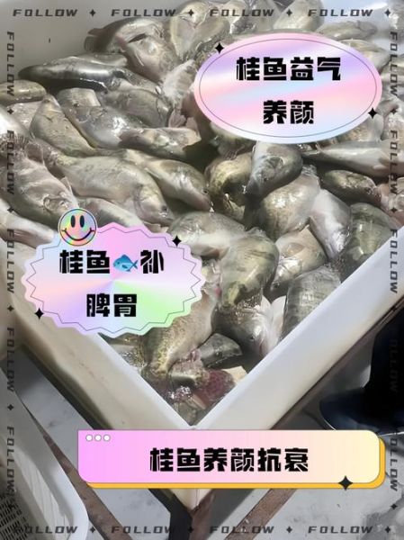 桂鱼吃什么食物_桂鱼饲料选择-第2张图片-山城妙识 桂鱼吃什么食物_桂鱼饲料选择-第2张图片-山城妙识