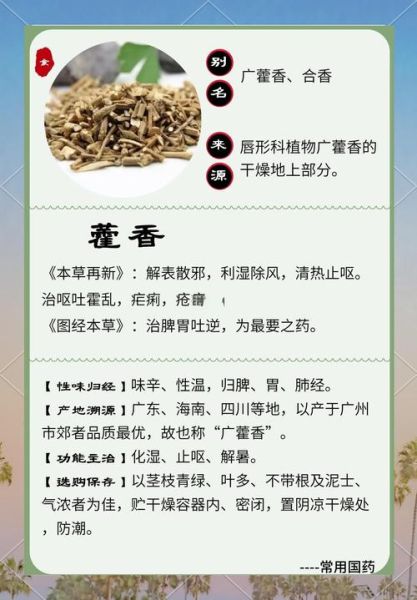 藿香的作用与功效_藿香能治哪些病-第1张图片-山城妙识