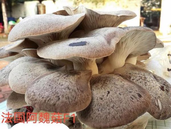 阿魏菇和杏鲍菇的区别_哪个更营养-第3张图片-山城妙识 阿魏菇和杏鲍菇的区别_哪个更营养-第3张图片-山城妙识