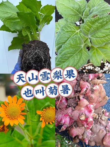 雪莲子有什么功效与作用_雪莲子怎么吃效果最好-第2张图片-山城妙识 雪莲子有什么功效与作用_雪莲子怎么吃效果最好-第2张图片-山城妙识