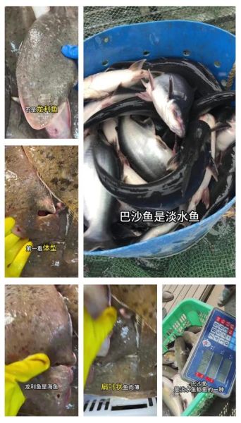 龙利鱼和巴沙鱼哪个好_营养价值区别-第1张图片-山城妙识 龙利鱼和巴沙鱼哪个好_营养价值区别-第1张图片-山城妙识
