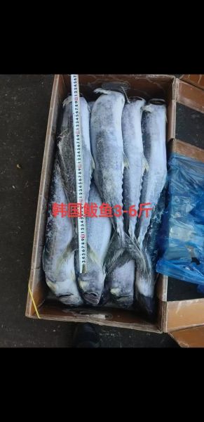鲅鱼多少钱一斤_鲅鱼价格受哪些因素影响-第3张图片-山城妙识 鲅鱼多少钱一斤_鲅鱼价格受哪些因素影响-第3张图片-山城妙识