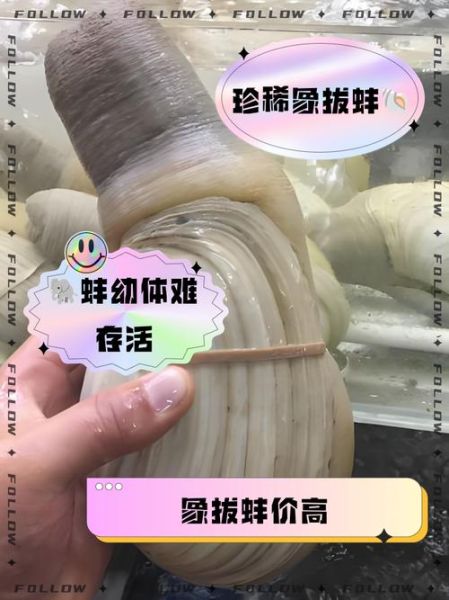 象拔蚌内脏圆球有毒吗_怎么处理最安全-第1张图片-山城妙识 象拔蚌内脏圆球有毒吗_怎么处理最安全-第1张图片-山城妙识