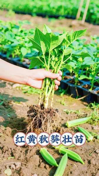 黄秋葵怎么种_黄秋葵种植时间-第1张图片-山城妙识 黄秋葵怎么种_黄秋葵种植时间-第1张图片-山城妙识