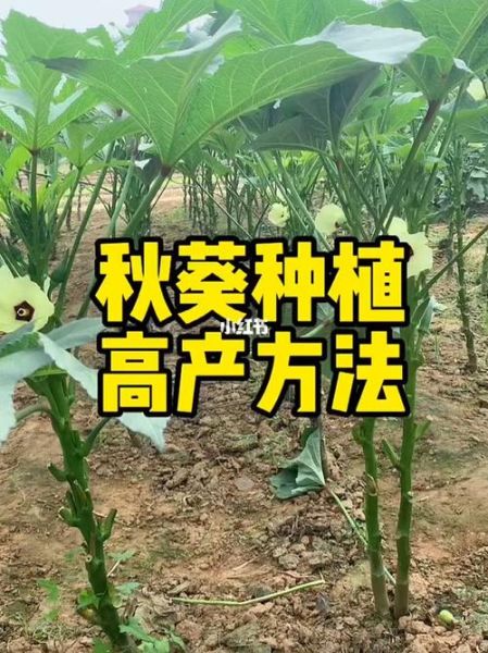 黄秋葵怎么种_黄秋葵种植时间-第2张图片-山城妙识 黄秋葵怎么种_黄秋葵种植时间-第2张图片-山城妙识