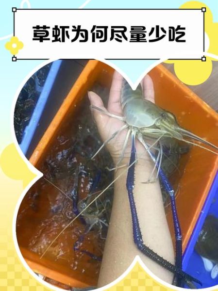 草虾图片怎么区分_草虾和基围虾的区别-第1张图片-山城妙识 草虾图片怎么区分_草虾和基围虾的区别-第1张图片-山城妙识