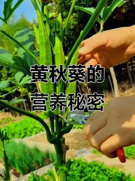 黄秋葵怎么种_黄秋葵种植时间-第3张图片-山城妙识 黄秋葵怎么种_黄秋葵种植时间-第3张图片-山城妙识