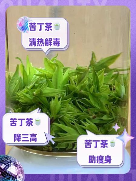 苦丁茶有什么功效_苦丁茶能降血压吗-第2张图片-山城妙识