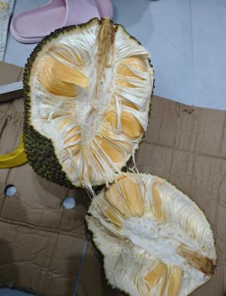 菠萝蜜图片大全真实_菠萝蜜怎么分辨成熟-第1张图片-山城妙识 菠萝蜜图片大全真实_菠萝蜜怎么分辨成熟-第1张图片-山城妙识