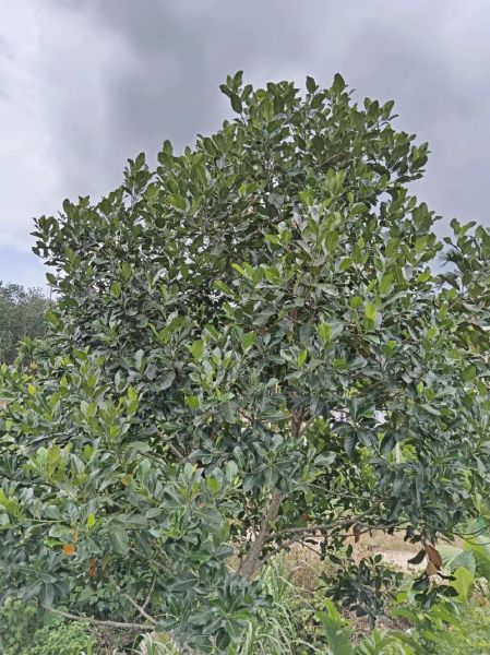 菠萝蜜图片大全真实_菠萝蜜怎么分辨成熟-第3张图片-山城妙识 菠萝蜜图片大全真实_菠萝蜜怎么分辨成熟-第3张图片-山城妙识