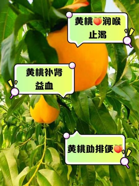黄桃的功效与作用_黄桃吃多了有什么害处-第3张图片-山城妙识