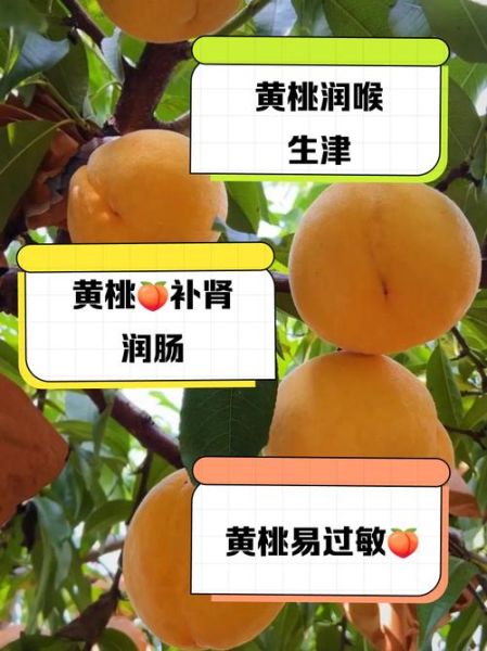 黄桃的功效与作用_黄桃吃多了有什么害处-第2张图片-山城妙识
