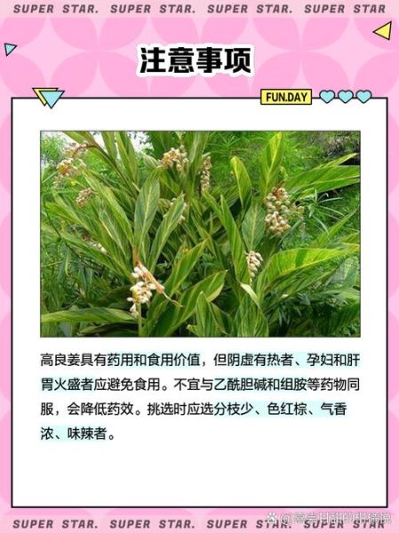 高良姜和良姜的区别_良姜是高良姜吗-第3张图片-山城妙识 高良姜和良姜的区别_良姜是高良姜吗-第3张图片-山城妙识