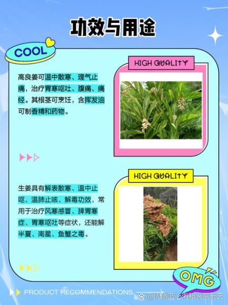高良姜和良姜的区别_良姜是高良姜吗-第1张图片-山城妙识 高良姜和良姜的区别_良姜是高良姜吗-第1张图片-山城妙识