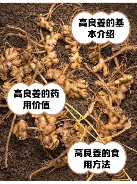 高良姜和良姜的区别_良姜是高良姜吗-第2张图片-山城妙识 高良姜和良姜的区别_良姜是高良姜吗-第2张图片-山城妙识