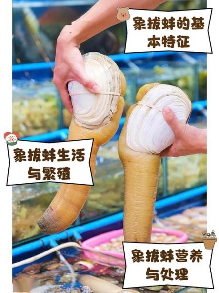 象拔蚌的营养价值_象拔蚌有哪些功效-第2张图片-山城妙识 象拔蚌的营养价值_象拔蚌有哪些功效-第2张图片-山城妙识