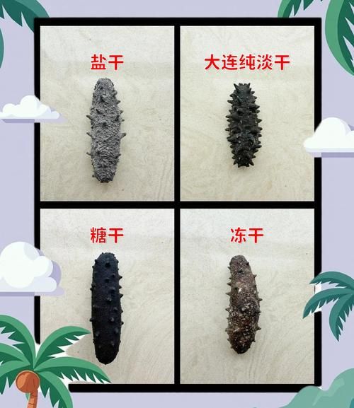 纯野生海参怎么辨别_纯野生海参多少钱一斤-第1张图片-山城妙识