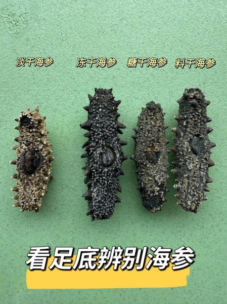 纯野生海参怎么辨别_纯野生海参多少钱一斤-第2张图片-山城妙识