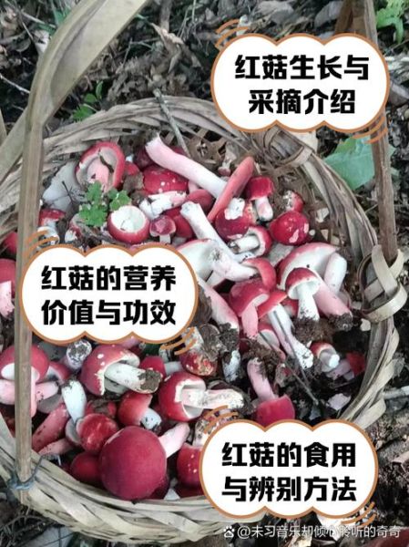 红菇怎么做好吃_红菇的做法大全-第3张图片-山城妙识 红菇怎么做好吃_红菇的做法大全-第3张图片-山城妙识