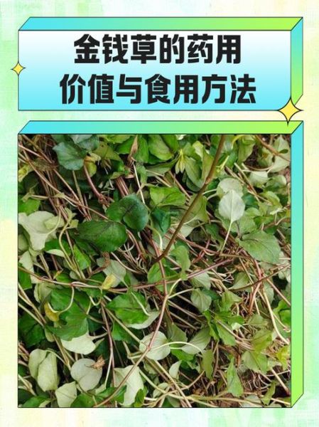 金钱草治结石多久见效_金钱草治结石正确用量-第1张图片-山城妙识 金钱草治结石多久见效_金钱草治结石正确用量-第1张图片-山城妙识