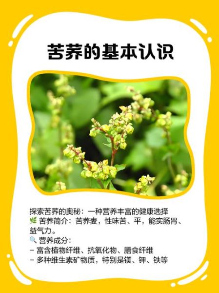 长期服用苦荞的危害_苦荞副作用有哪些-第1张图片-山城妙识