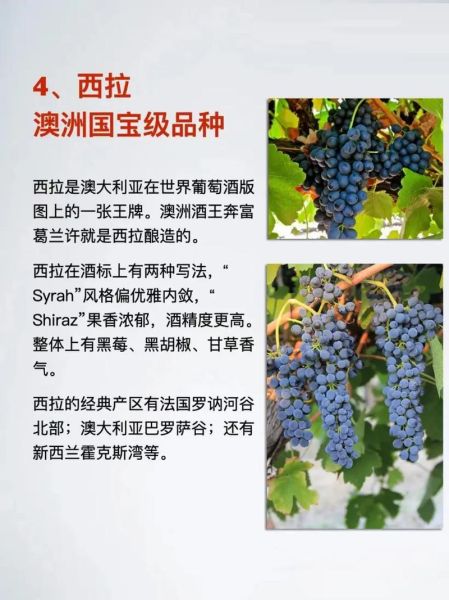 酿酒葡萄品种有哪些_如何挑选适合酿酒的葡萄-第3张图片-山城妙识 酿酒葡萄品种有哪些_如何挑选适合酿酒的葡萄-第3张图片-山城妙识
