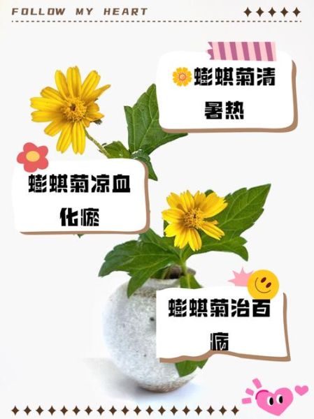 蟛蜞菊的功效与作用_蟛蜞菊能治疗哪些疾病-第1张图片-山城妙识 蟛蜞菊的功效与作用_蟛蜞菊能治疗哪些疾病-第1张图片-山城妙识