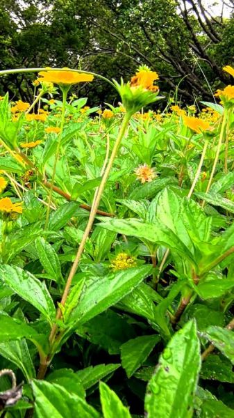 蟛蜞菊的功效与作用_蟛蜞菊能治疗哪些疾病-第3张图片-山城妙识 蟛蜞菊的功效与作用_蟛蜞菊能治疗哪些疾病-第3张图片-山城妙识